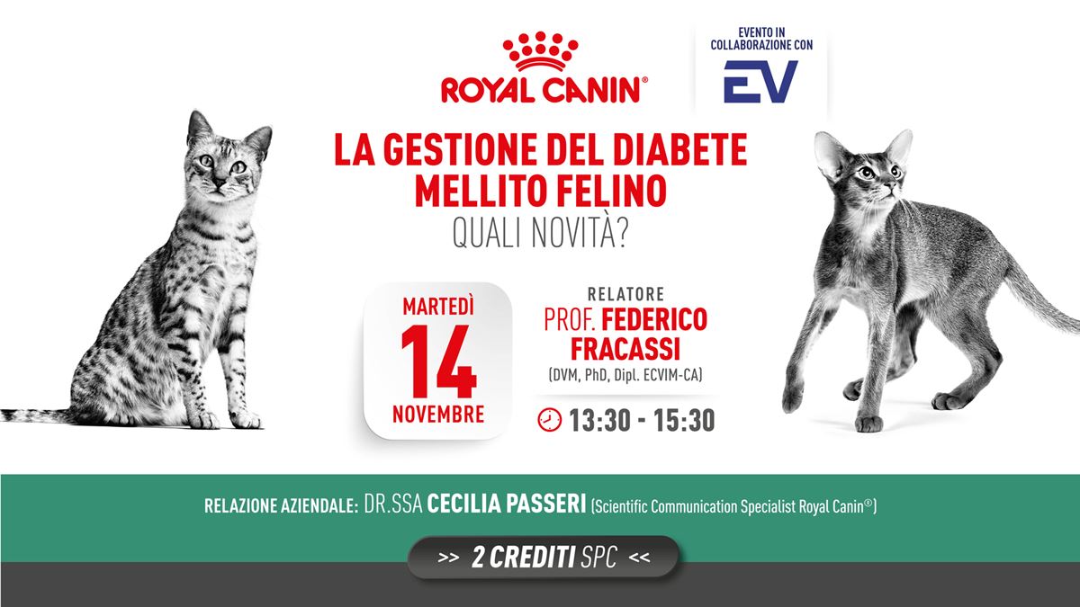 La gestione del diabete mellito felino: quali novità? - VetChannel